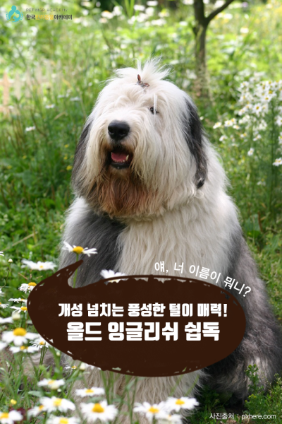 개성 넘치는 풍성한 털이 매력 올드 잉글리쉬 쉽독 네이버 포스트