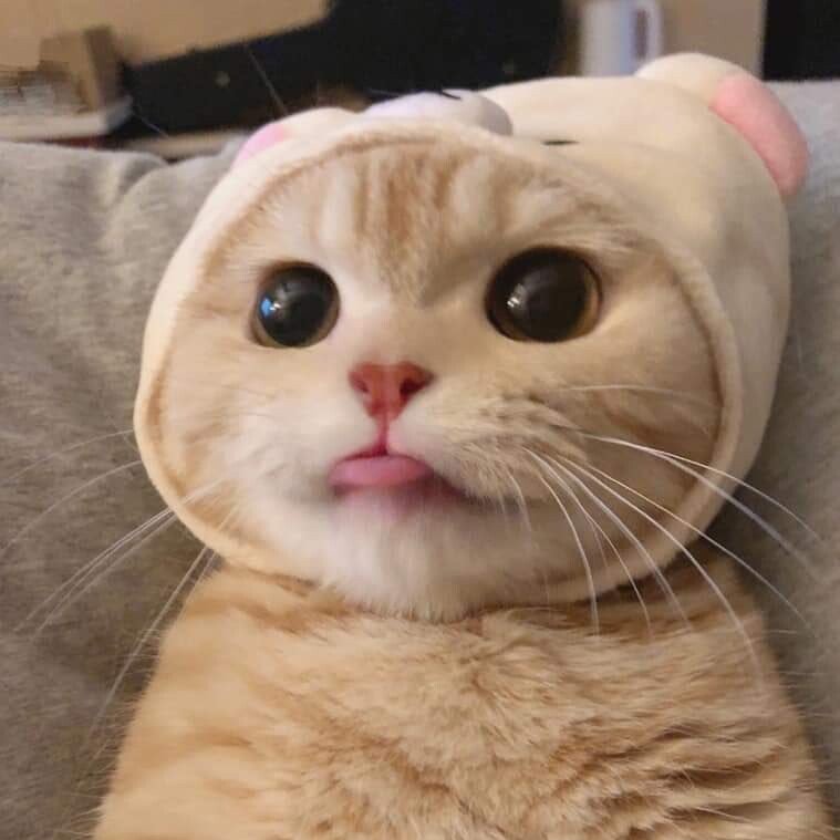 더쿠 귀여운 고양이 짤 모음