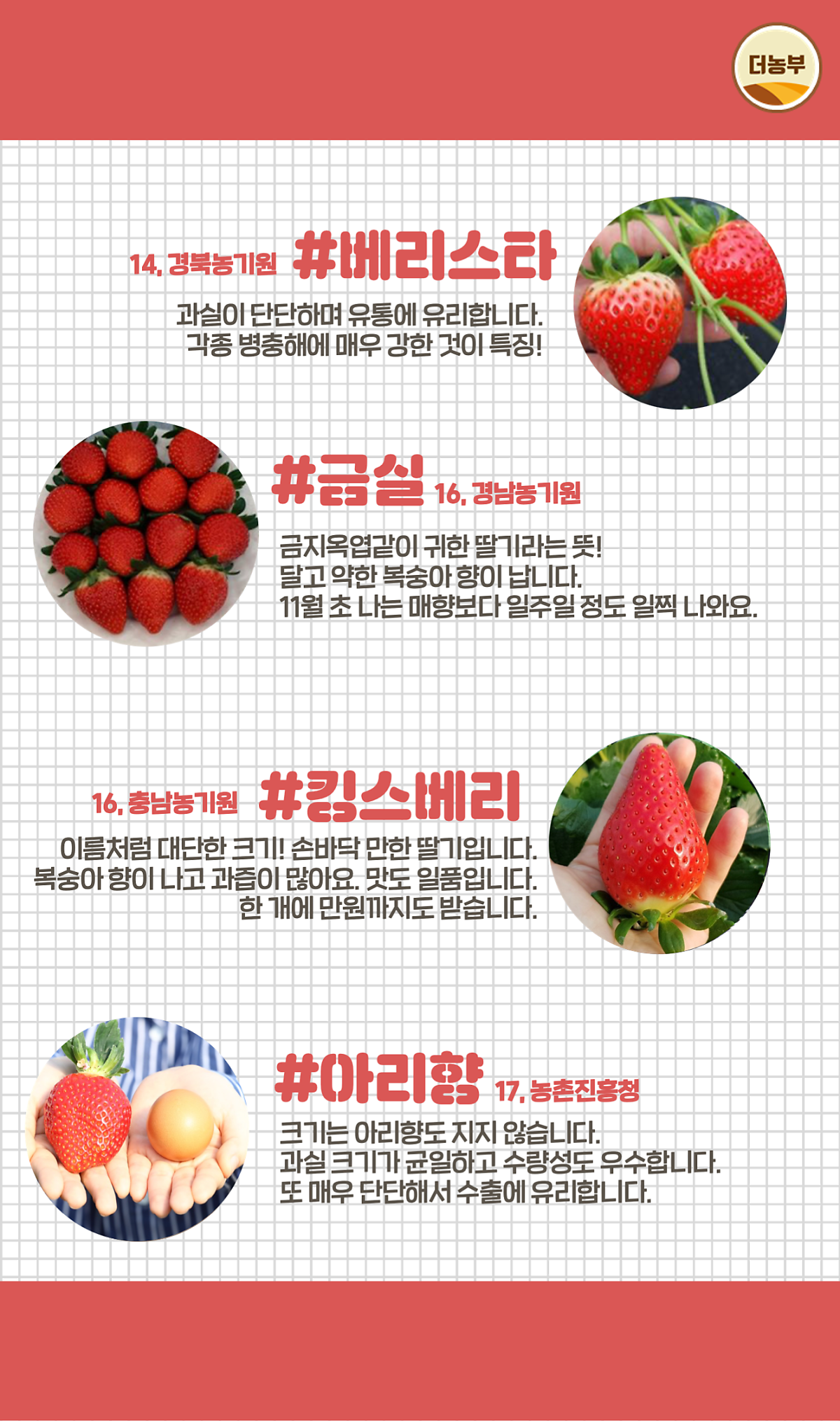 돌아온 딸기의 계절 딸기 품종 정리해드립니다 네이버 포스트