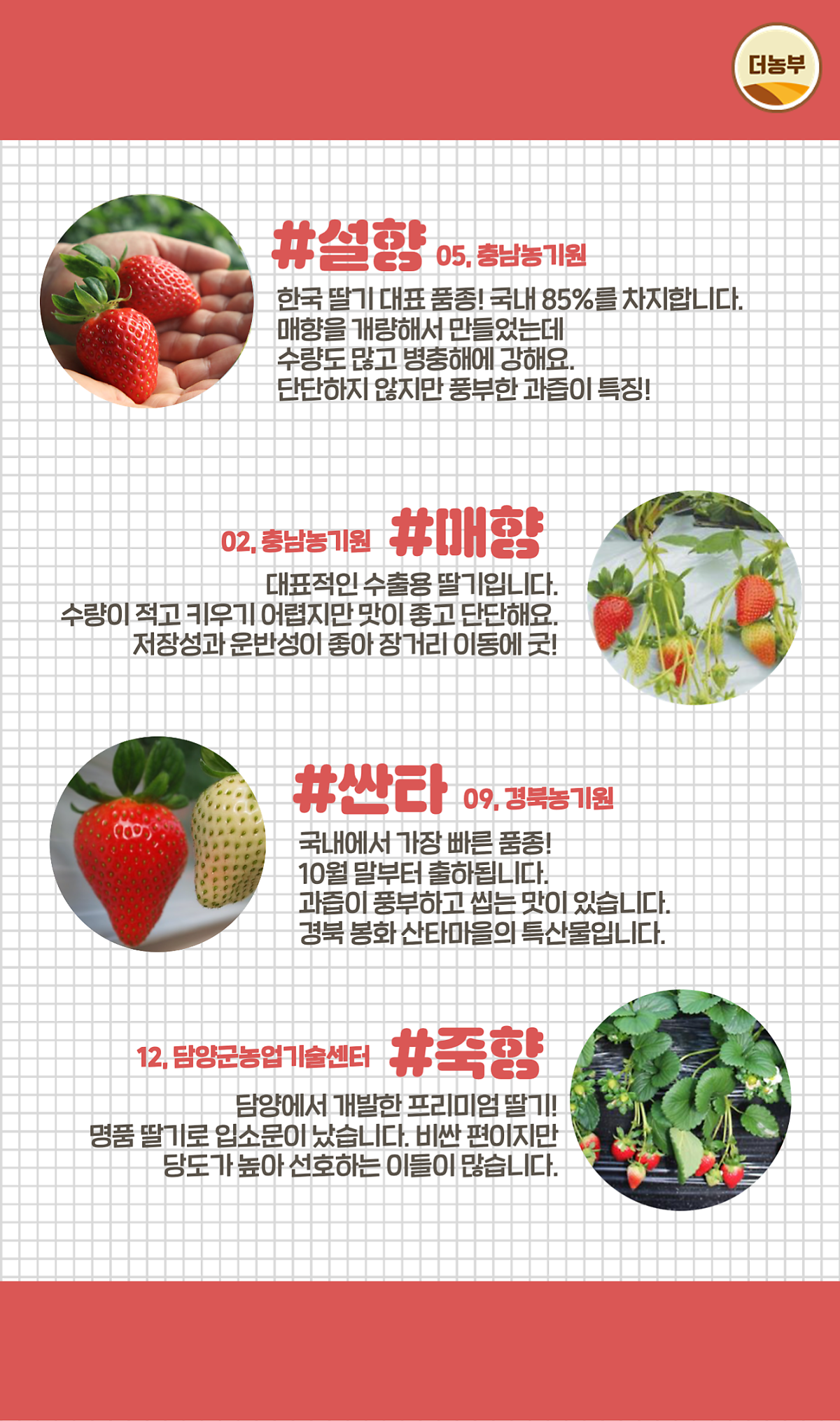 돌아온 딸기의 계절 딸기 품종 정리해드립니다 네이버 포스트