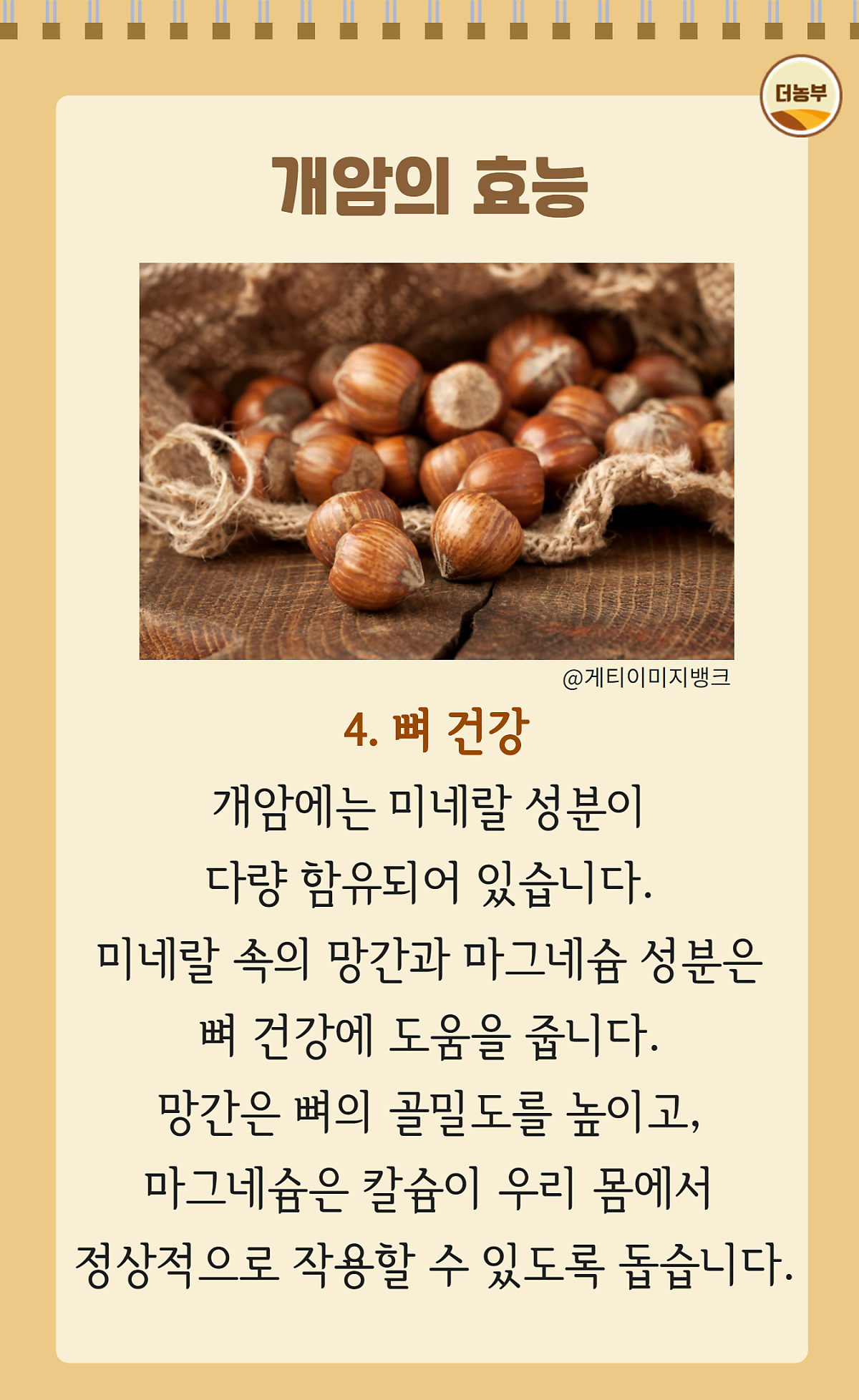 조상들도 즐겨 먹었다는 헤이즐넛의 또 다른 이름 개암 네이버 포스트