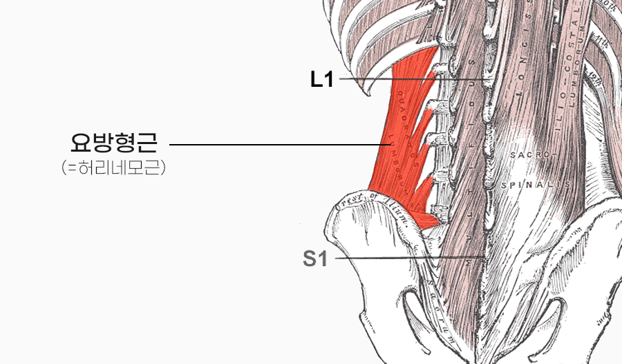 허리 통증 완화 방법 요방형근 스트레칭 네이버 포스트