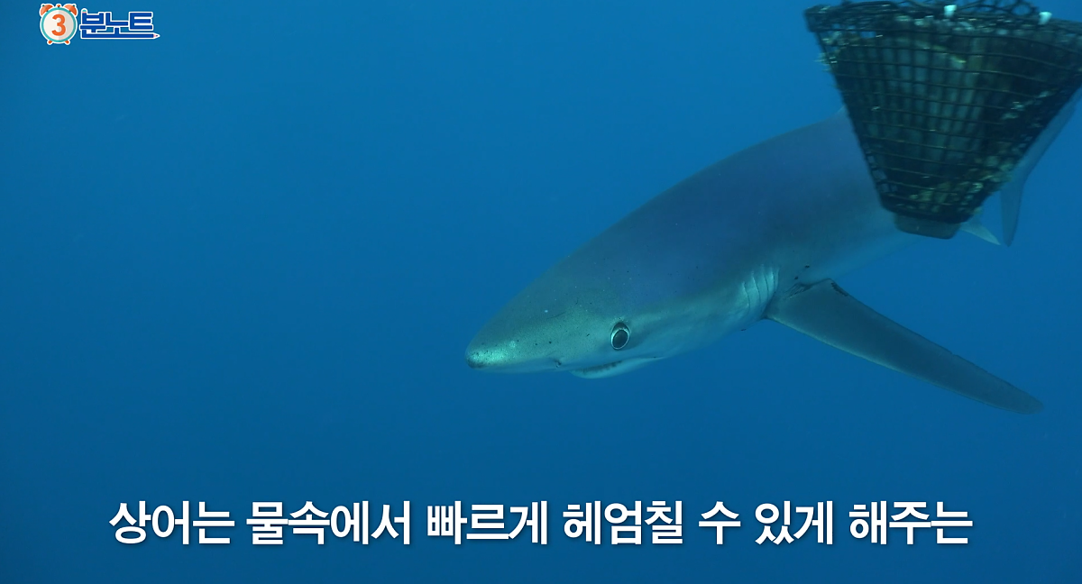 생물누리tv 이 기술이 생물의 기술을 따온 거라고 우리의 일상생활 속 생물모방기술 네이버 포스트
