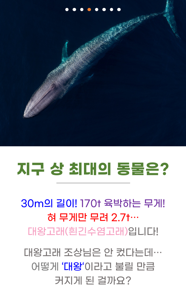 극지 생물 고것이 알고 싶다 펭귄 대왕고래 네이버 포스트