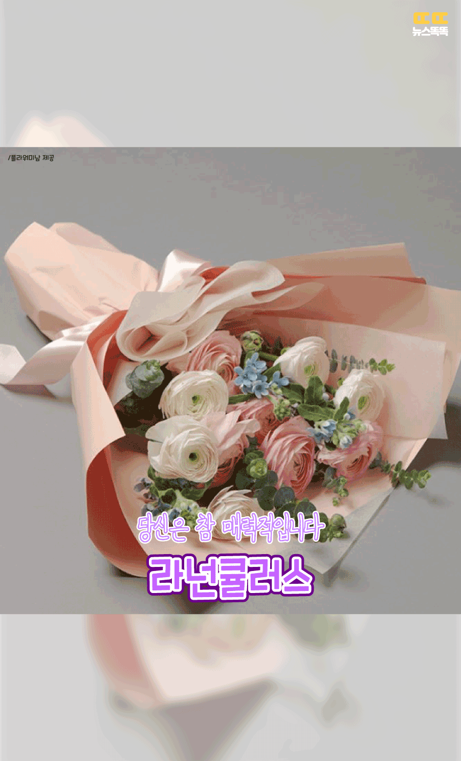 선물하기 좋은 꽃말이 예쁜 꽃 알아보자 네이버 포스트