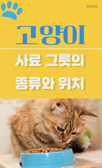 고양이 사료 그릇 종류와 위치를 알아보아요 네이버 포스트