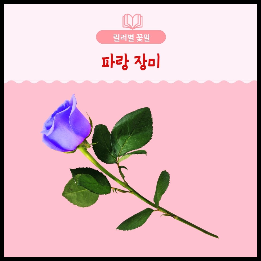 궁금한 빨간 흰색 파란 검은 노란 핑크 장미꽃말 네이버 포스트