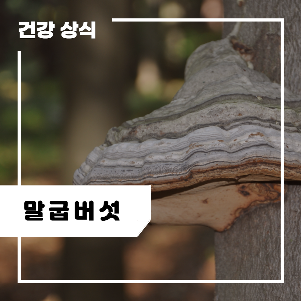 말굽버섯 효능 5가지 및 먹는법 말발굽버섯 네이버 포스트