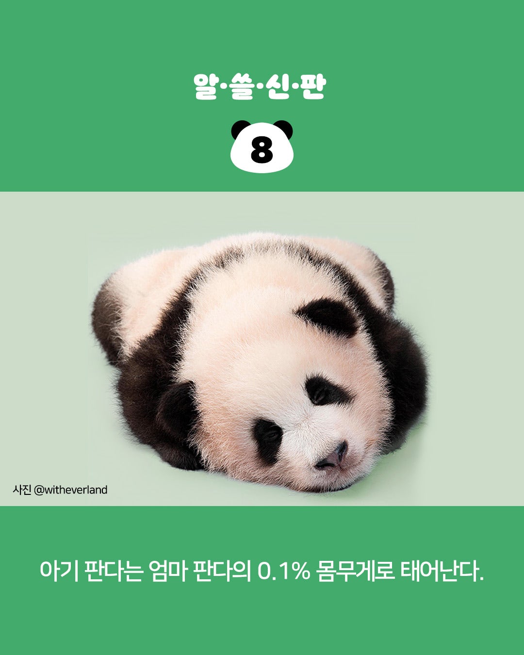 알아두면 쓸모는 없지만 신기한 판다 TMI : 네이버 포스트