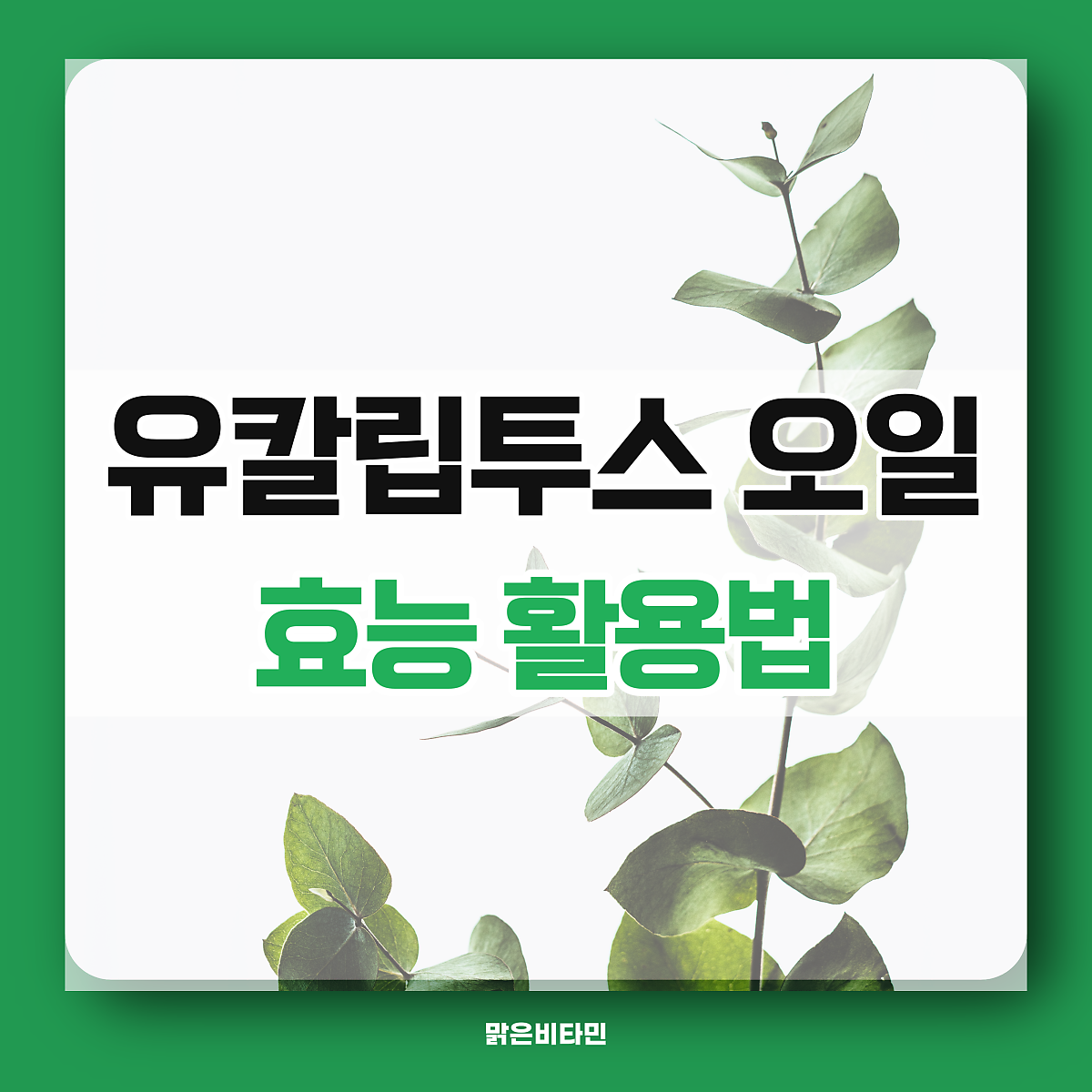 유칼립투스 오일 효능 활용법 네이버 포스트