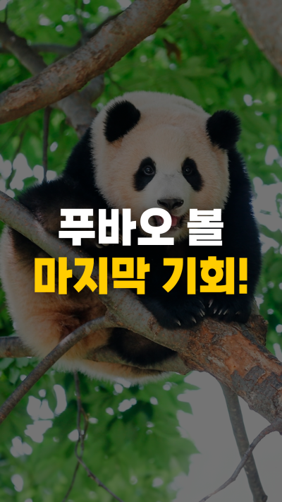 푸바오 볼 수 있는 마지막 기회 에버랜드 Q 패스와 현장대기 네이버 포스트